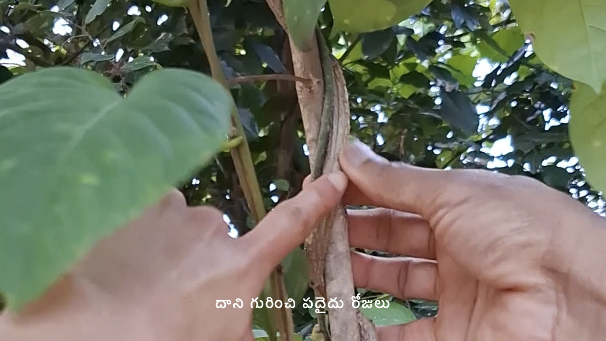 Megan Reddy Wants Film to Nurture Community-Grounded Political ...