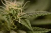Cannabis Trichomes: All You Need To Know — Tree Hugger Containers