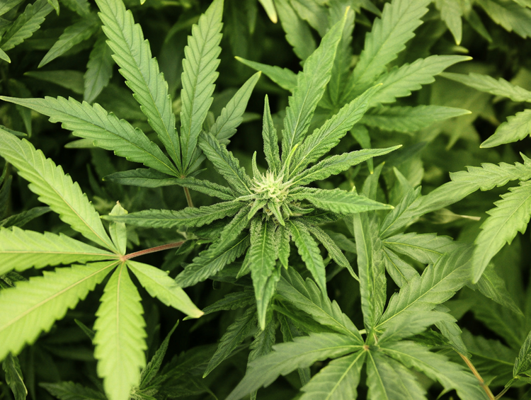 Autoflower Light Cycle — Tree Hugger Containers