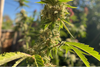 The Cannabis Ripening Process: How It Works — Tree Hugger Containers