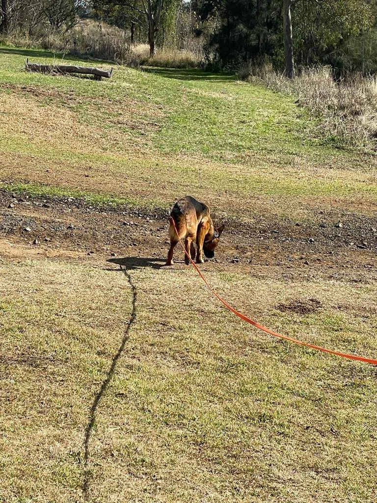 What is Mantrailing — Manhunt K9