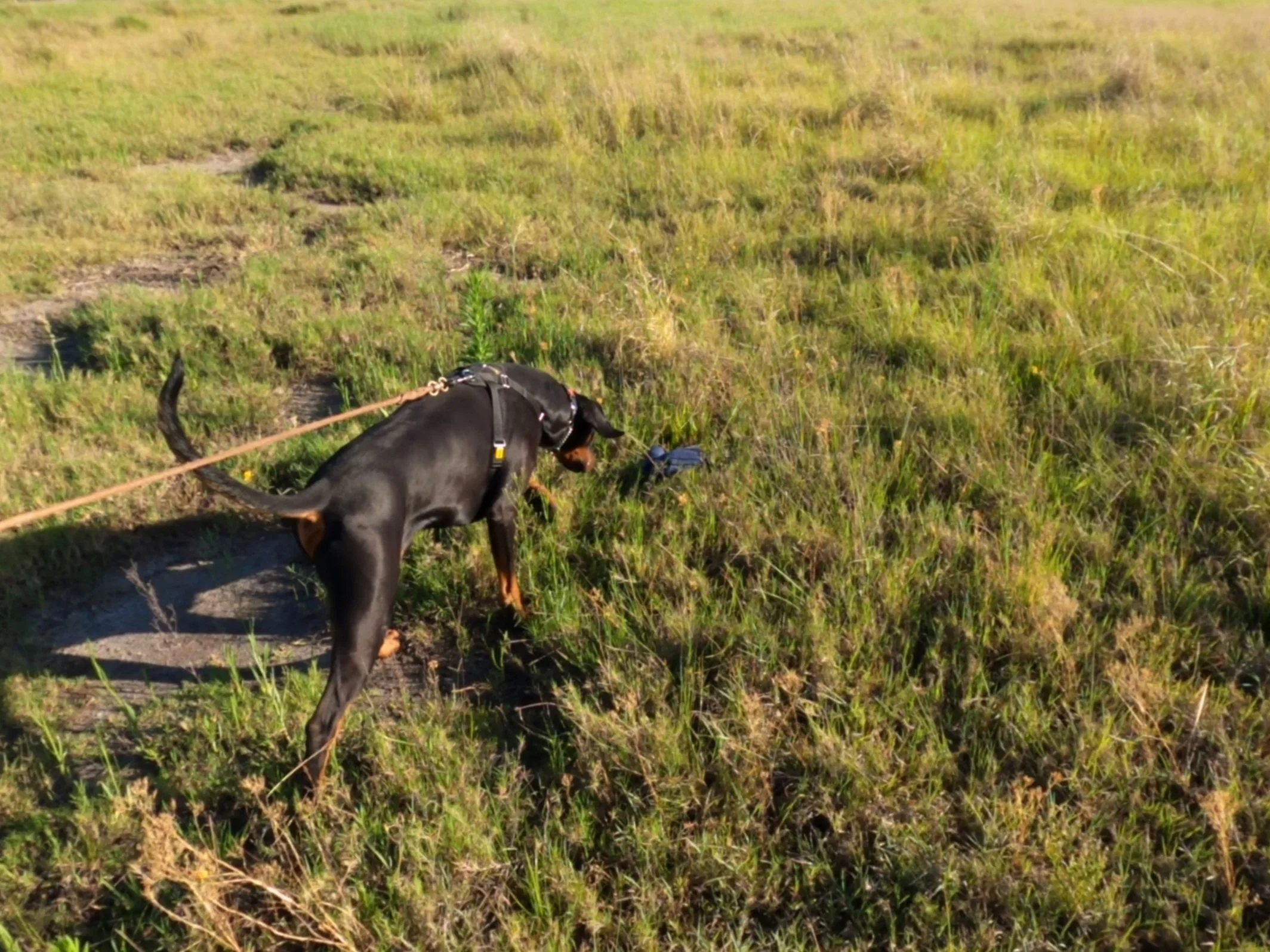 What is Mantrailing — Manhunt K9