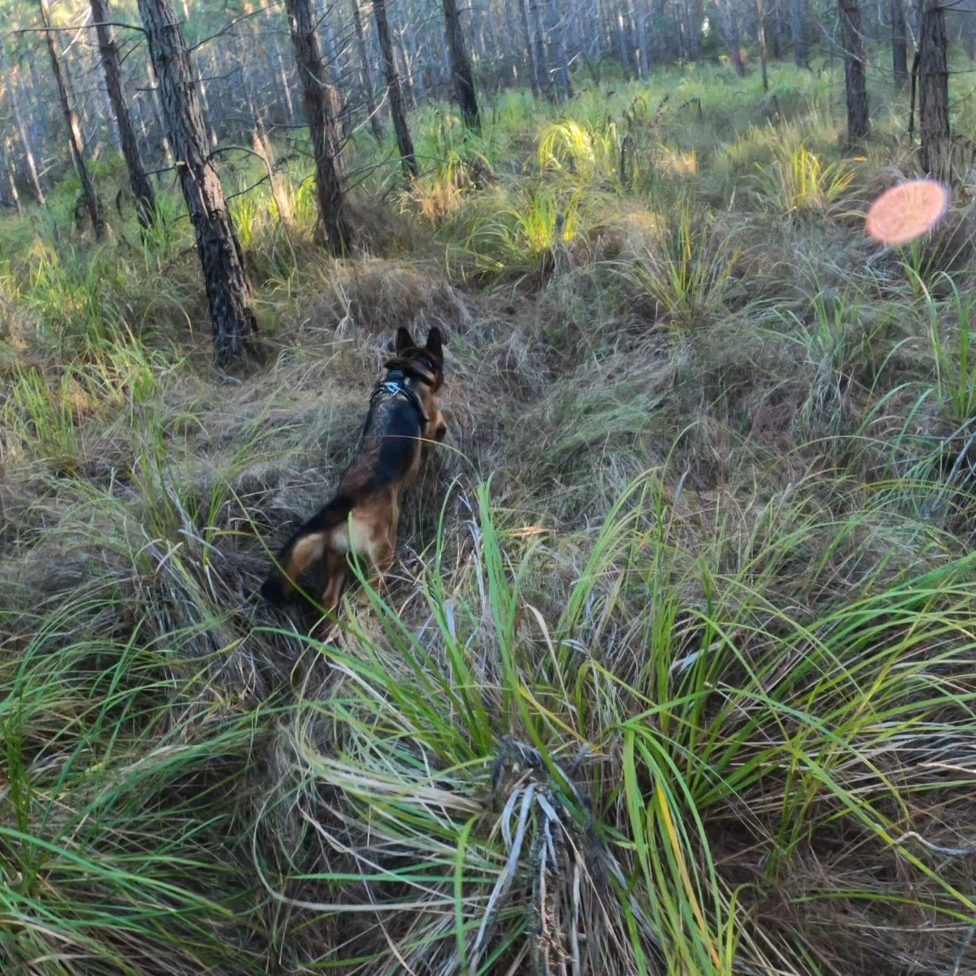 What is Mantrailing — Manhunt K9