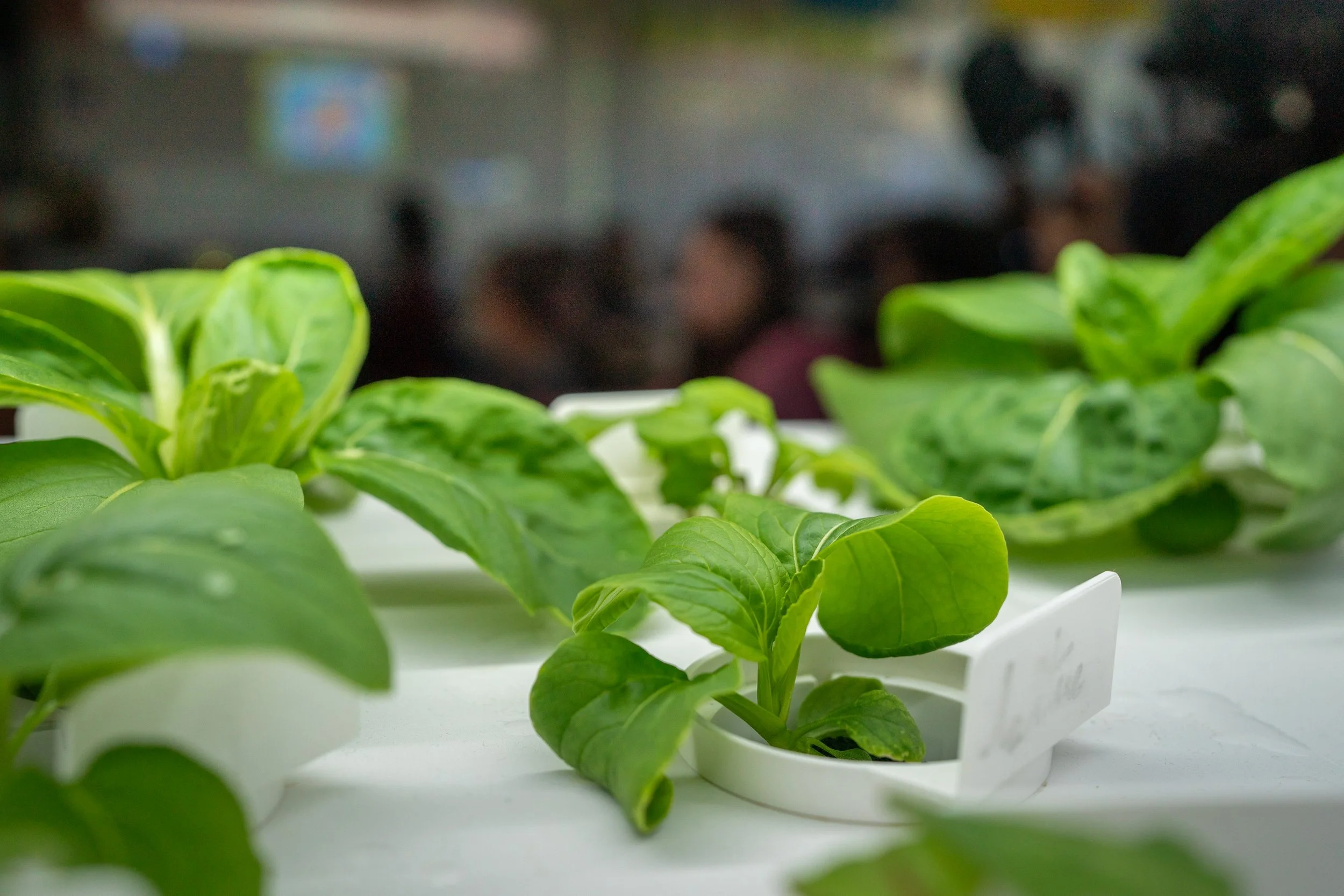Cultiver sans la terre : le guide de la culture hydroponique — Vireo ...