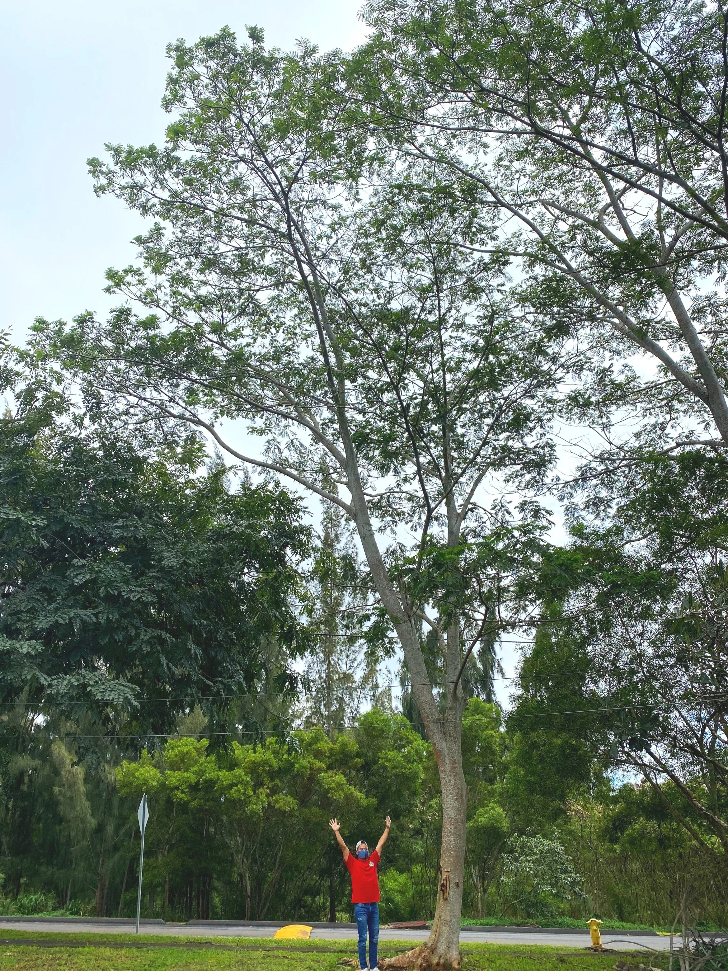 Albizia - Hawaiʻi's Fastest Growing Tree — The Koʻolau Mountains ...