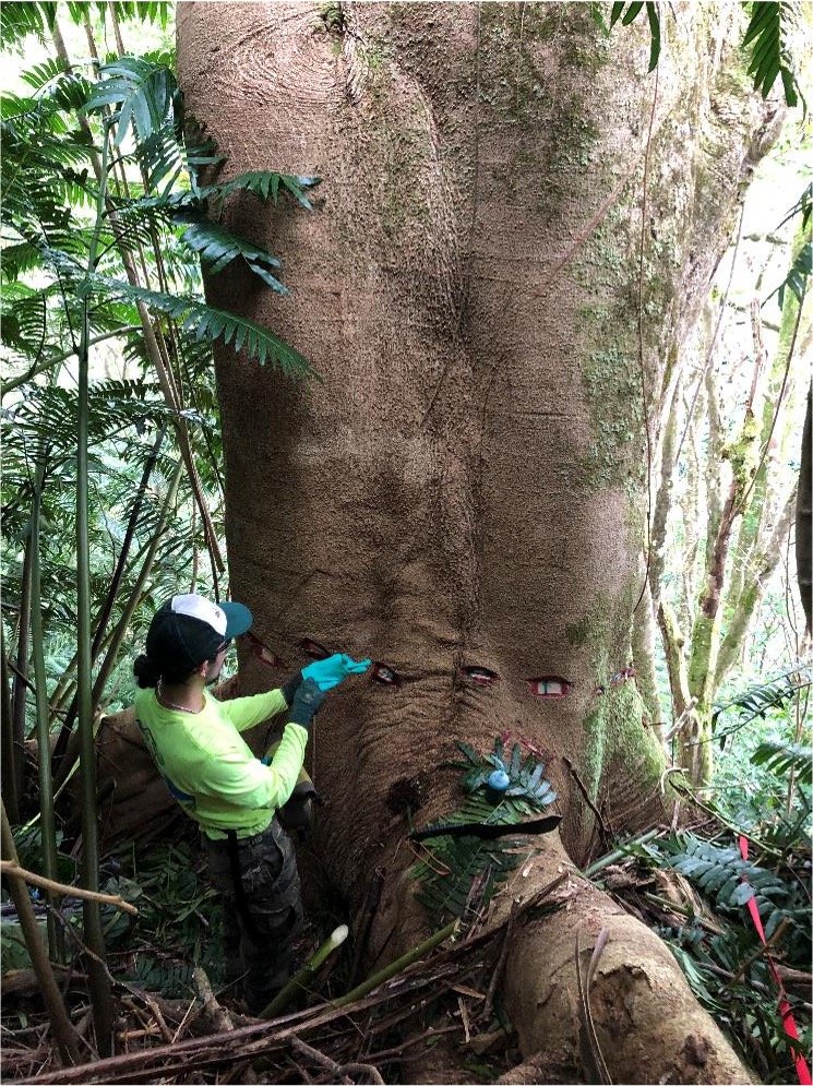Albizia - Hawaiʻi's Fastest Growing Tree — The Koʻolau Mountains ...
