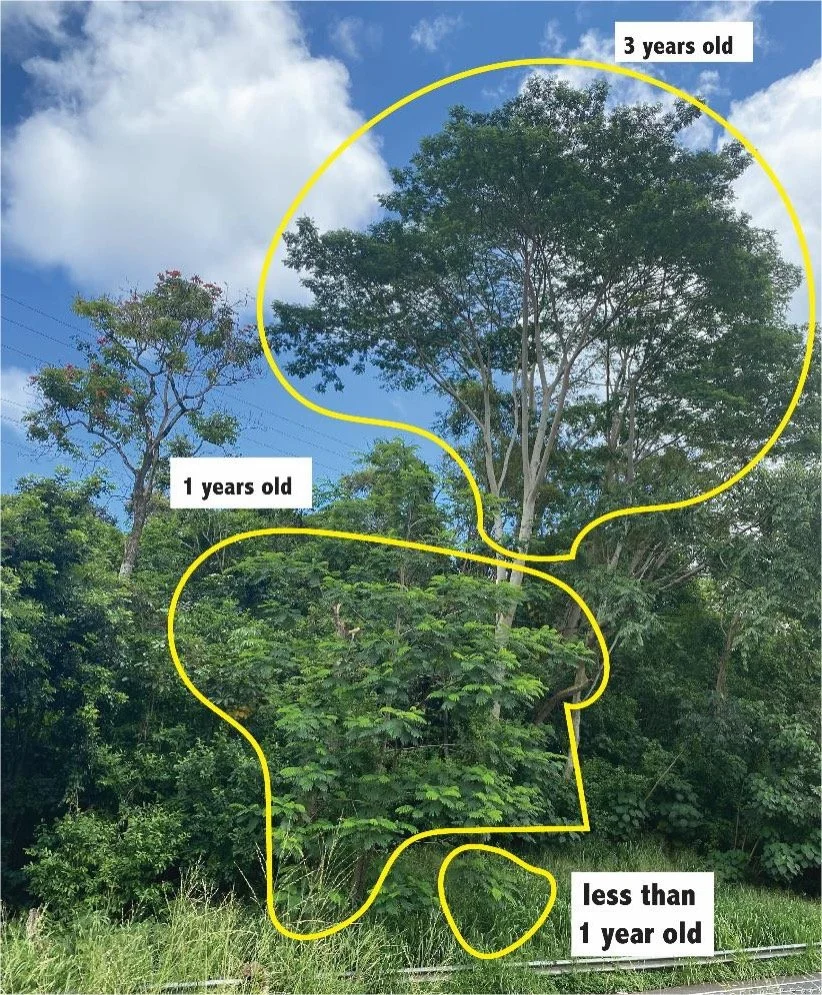 Albizia - Hawaiʻi's Fastest Growing Tree — The Koʻolau Mountains ...