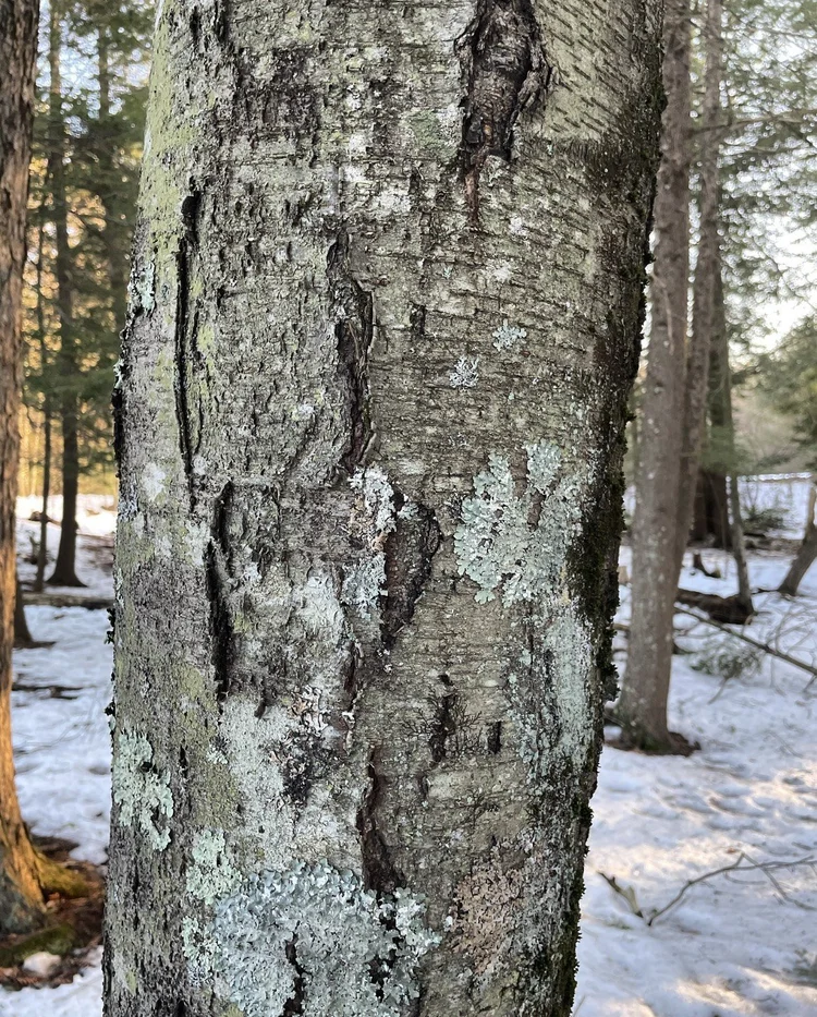 Spring Tree Medicine: Willow, Wild Cherry, Sweet Birch, Sugar Maple ...