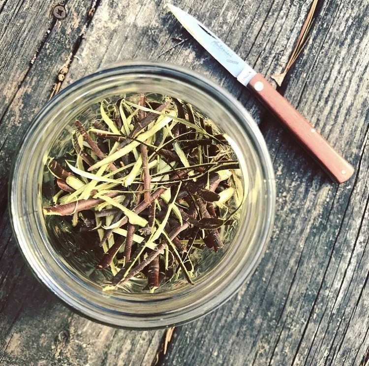 Spring Tree Medicine: Willow, Wild Cherry, Sweet Birch, Sugar Maple ...