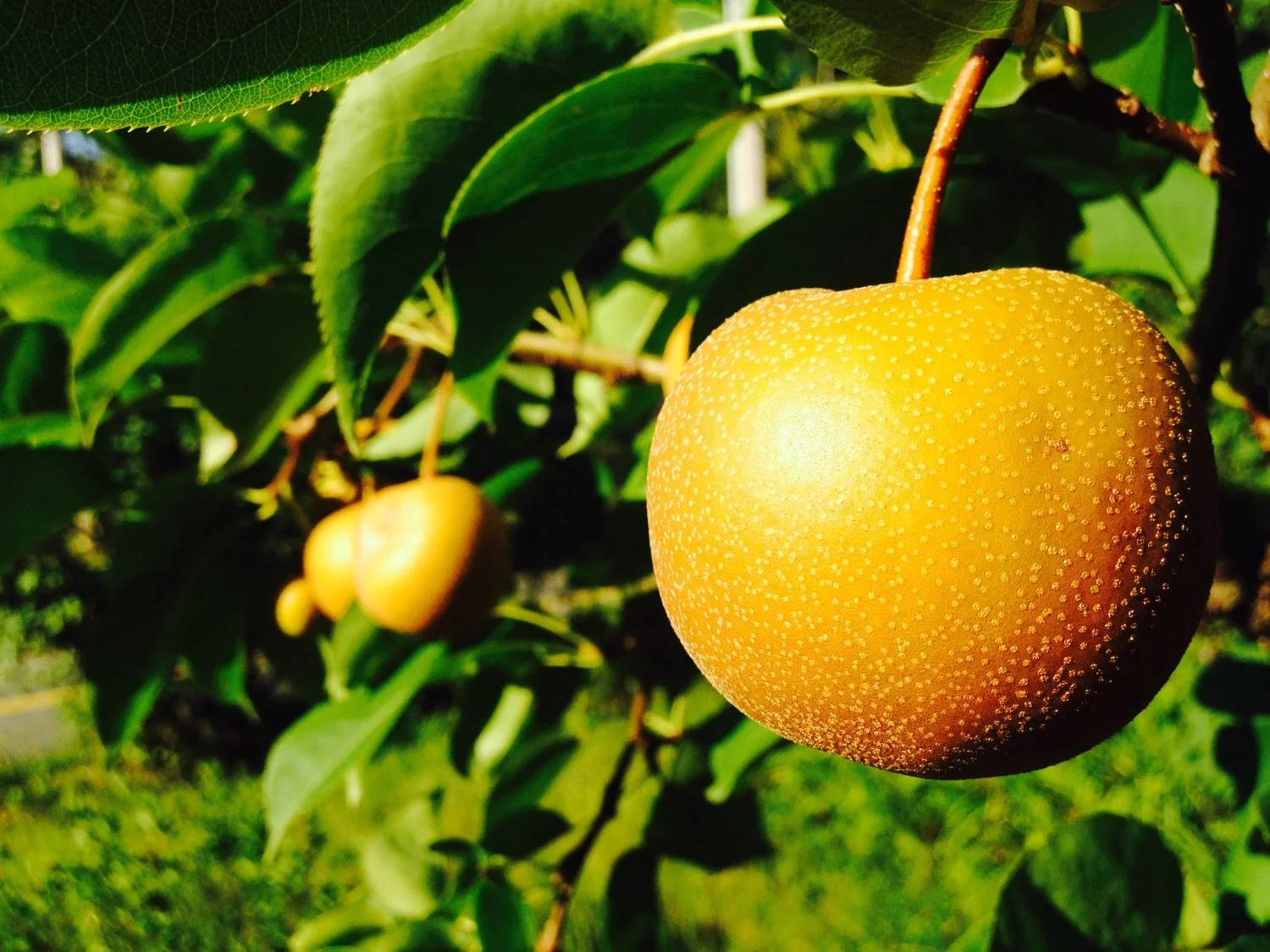 Nourishing Your Earth Element — Milk & Honey Herbs