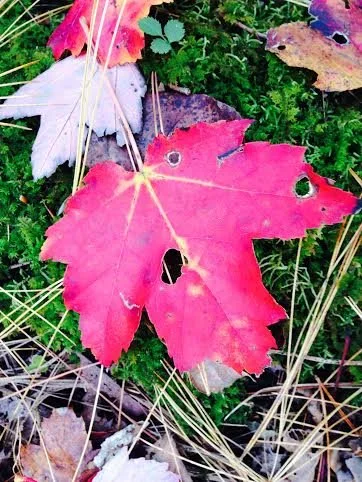 Let. It. Go. (tips for staying healthy this fall) — Milk & Honey Herbs