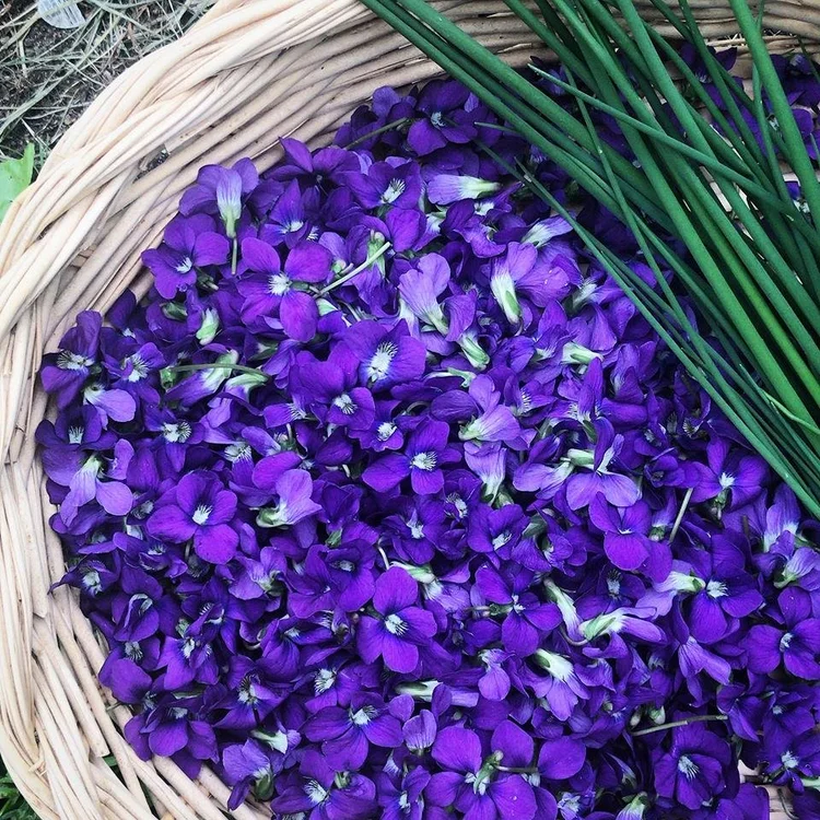 Violet Simple Syrup and The Heart-Strengthening Medicine — Milk & Honey ...