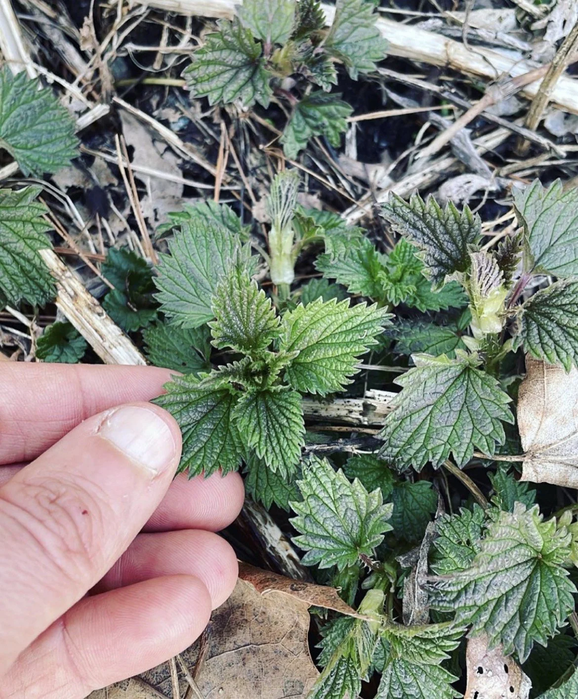 Savory Nettles & Ricotta Pie — Milk & Honey Herbs