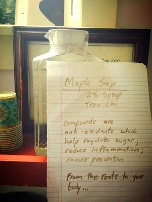 Maple Sap Medicine — Milk & Honey Herbs