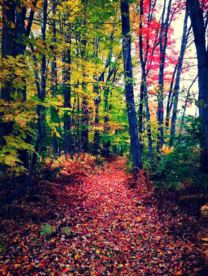 Let. It. Go. (tips for staying healthy this fall) — Milk & Honey Herbs