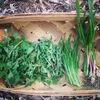 Spring Greens Frittata — Milk & Honey Herbs