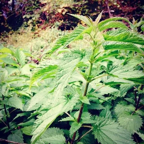 A Simple and Delicious Nettle Soup — Milk & Honey Herbs