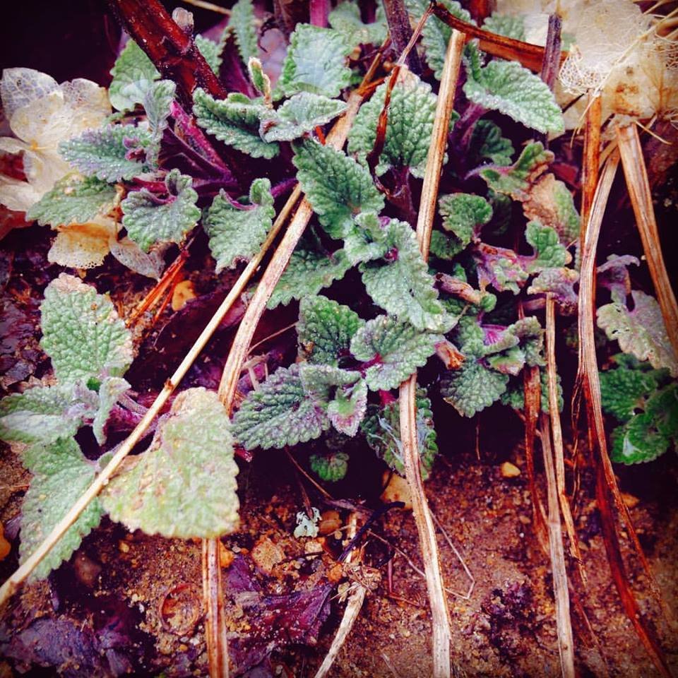 Harmonizing With the Spring — Milk & Honey Herbs