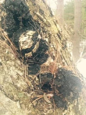 Mushroom Medicine: Chaga — Milk & Honey Herbs