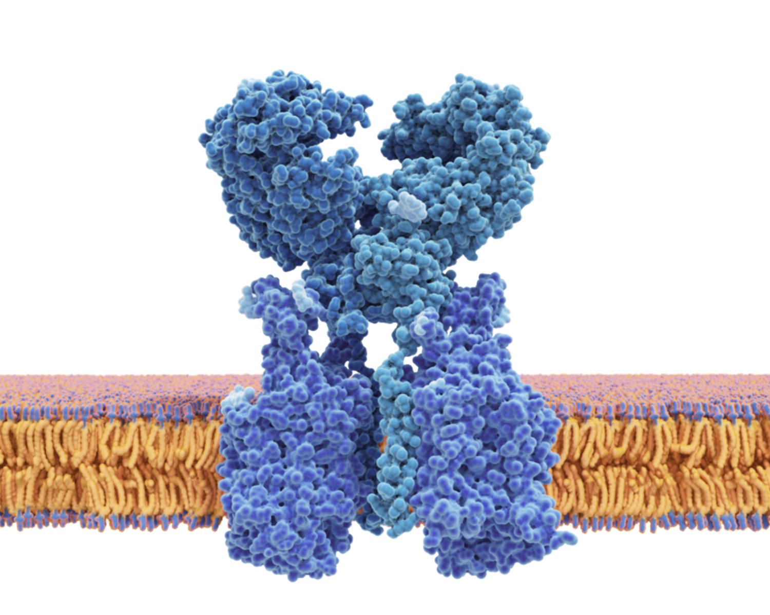 Plaquex Therapy for Mold Toxicity in Beverly Hills, CA: A Powerful ...