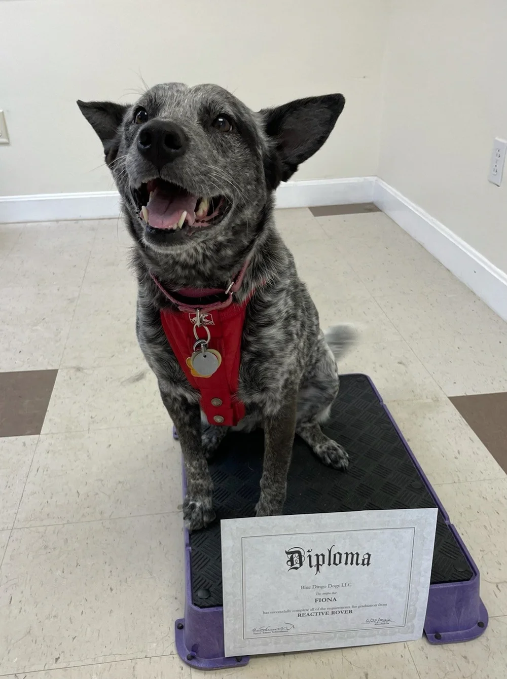 Positive Reinforcement Dog training — Blue Dingo Dogs