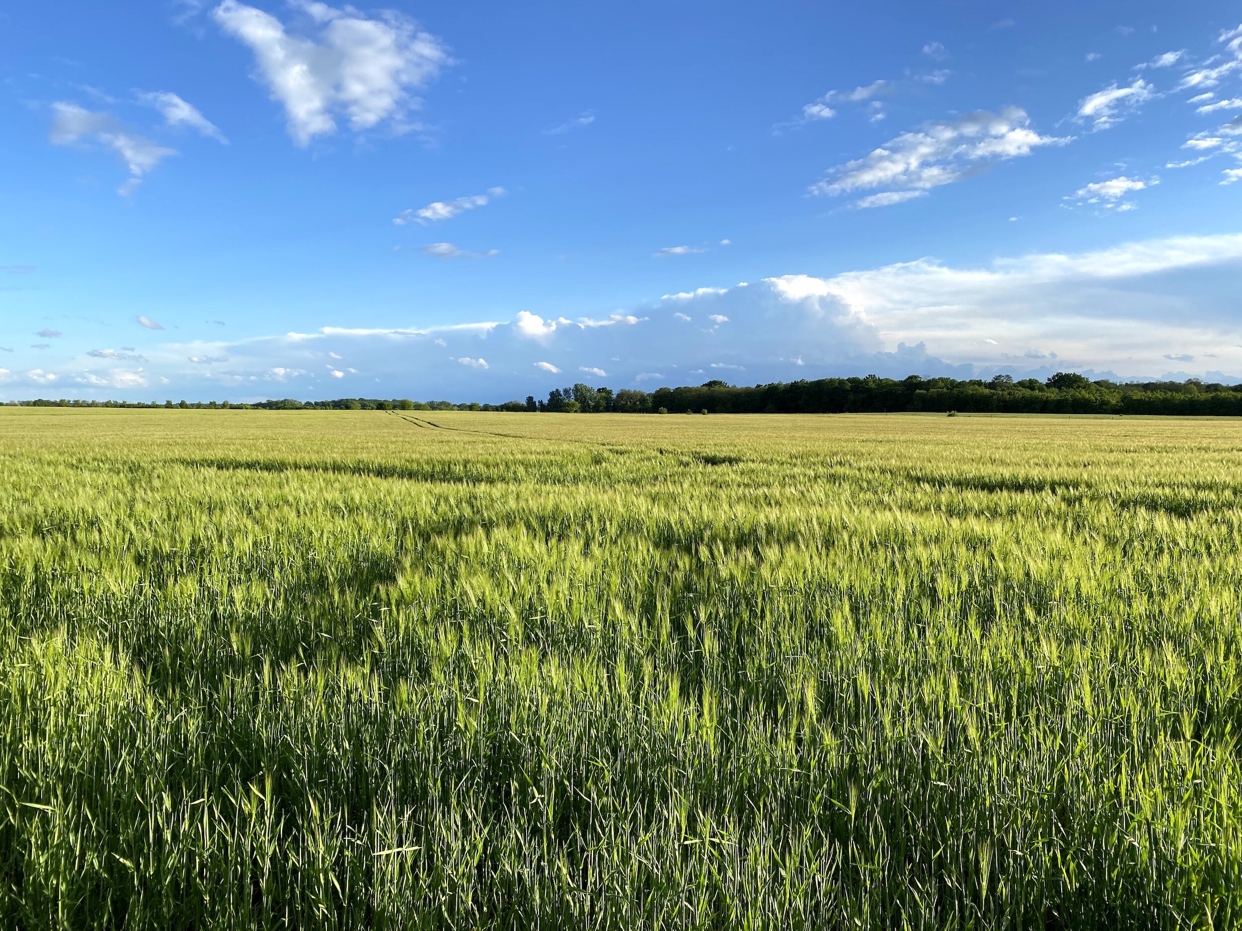 Xia Soil Systems Lab