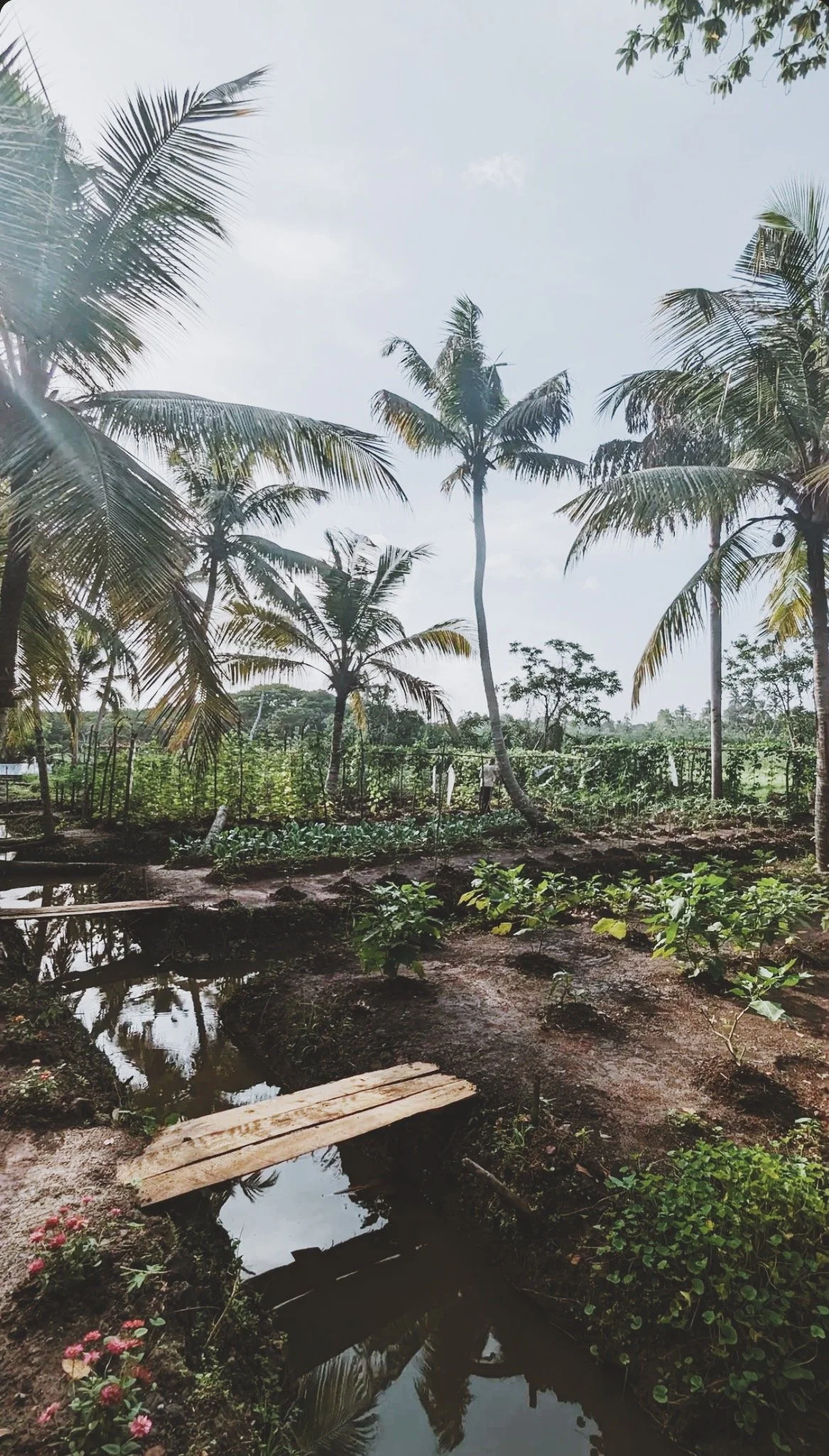 Organic Farm — Good Dharma School
