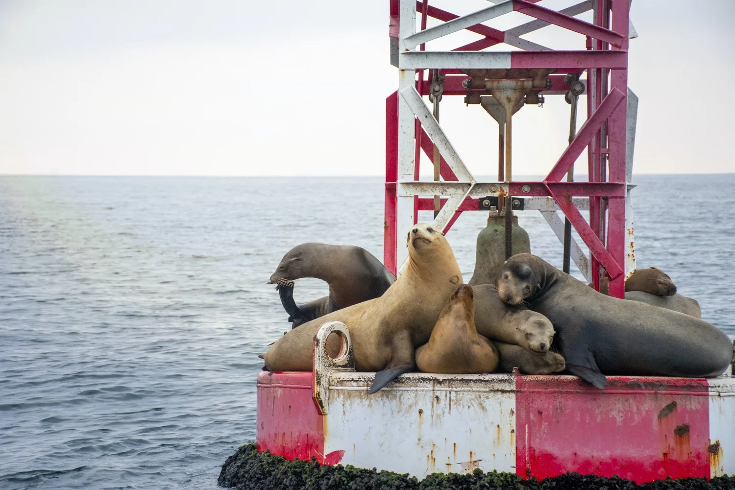 Volunteer — Pacific Marine Mammal Center
