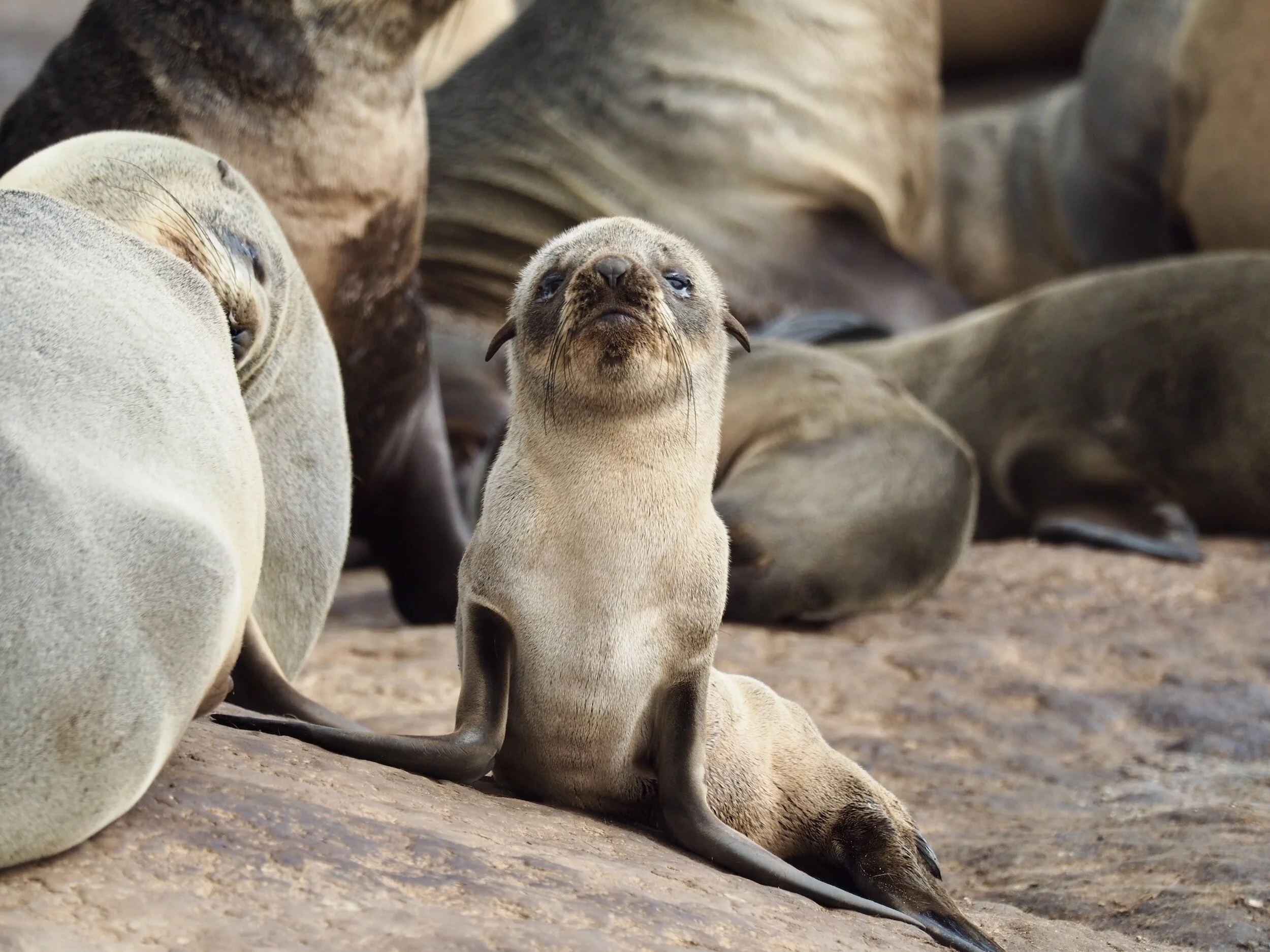 Plan Your Visit — Pacific Marine Mammal Center