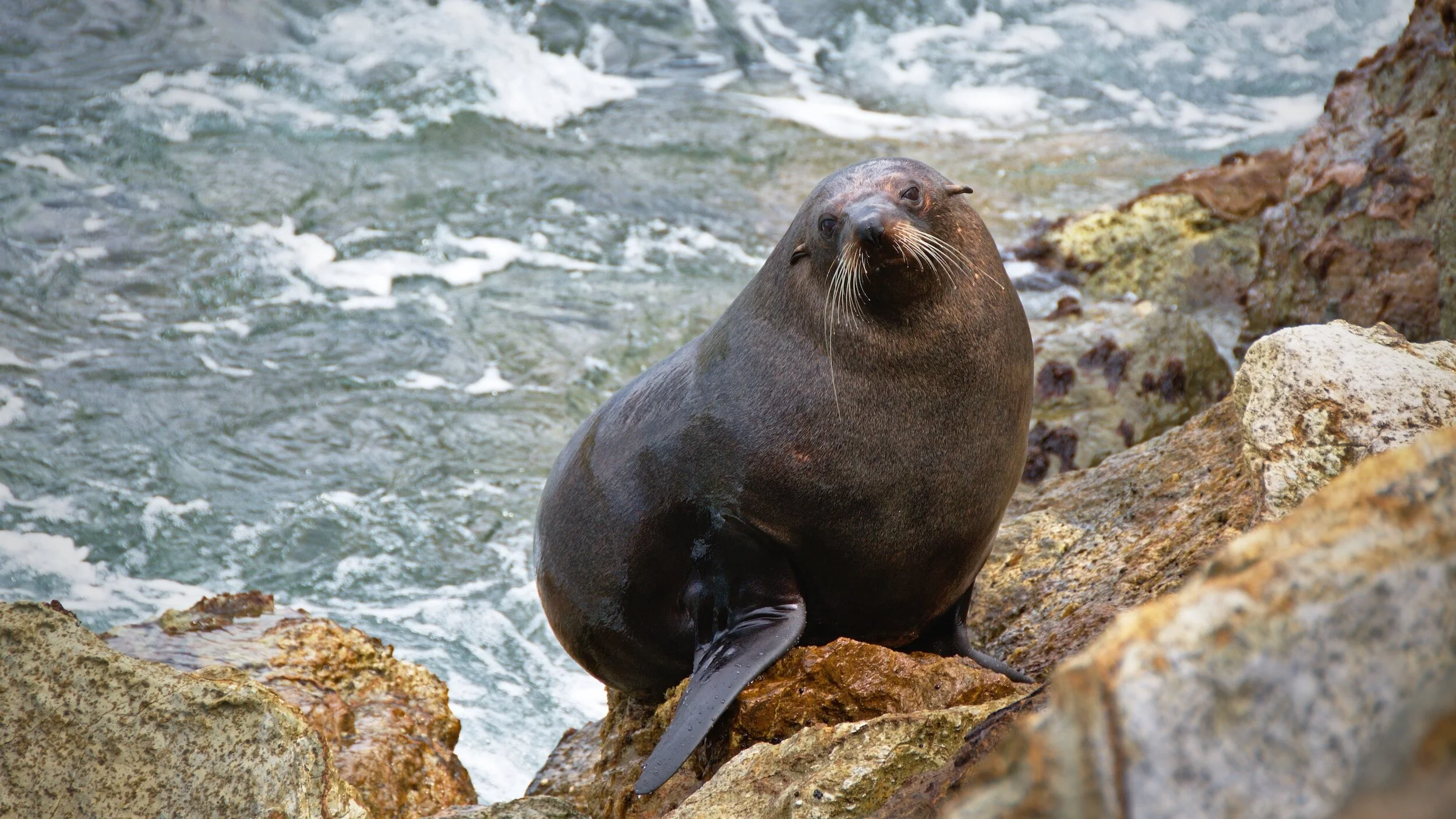 Meet the Team — Pacific Marine Mammal Center