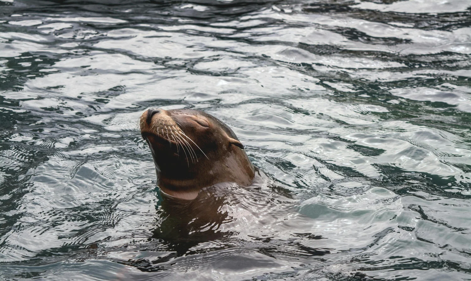 Meet the Team — Pacific Marine Mammal Center