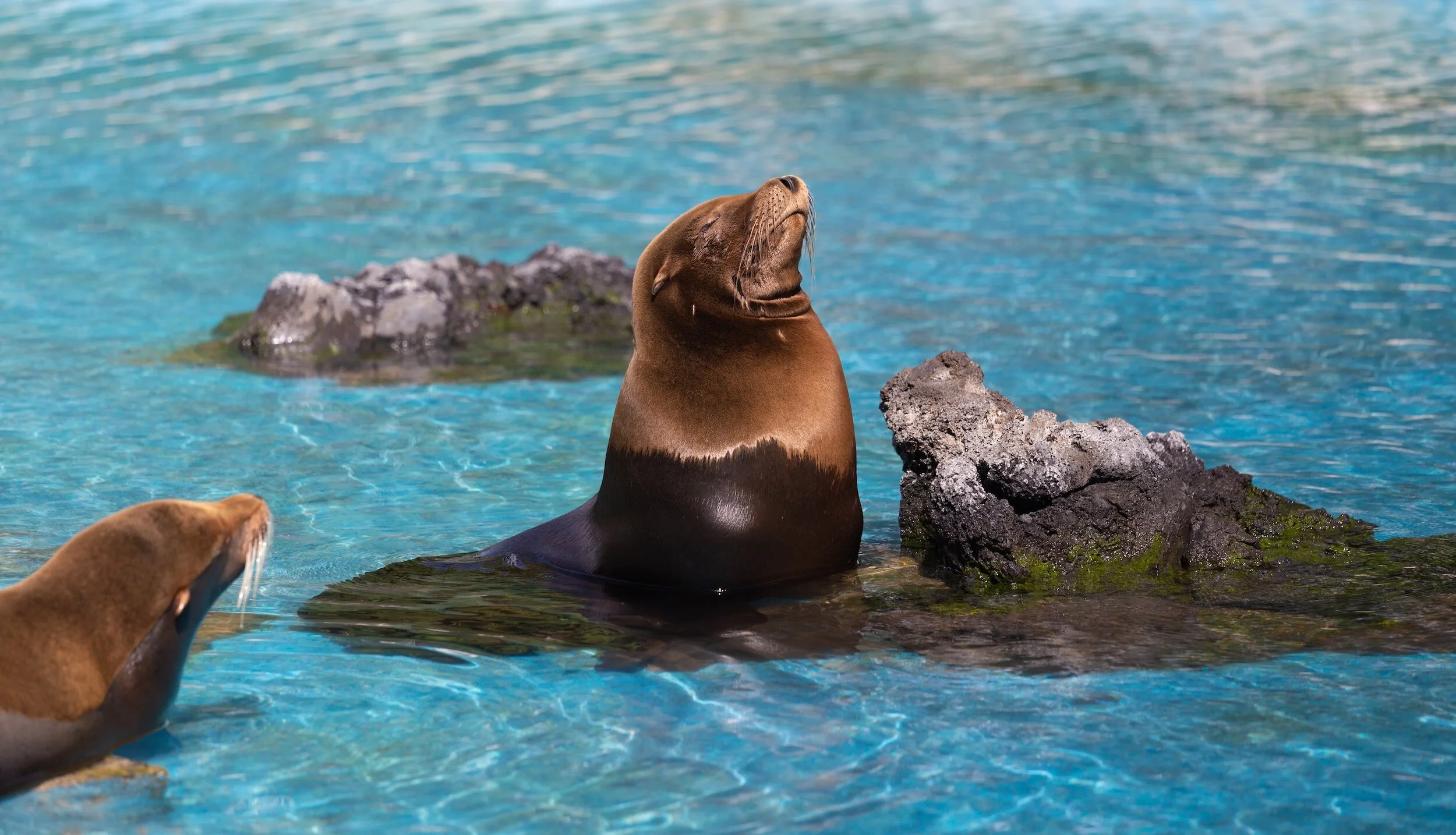 Meet the Team — Pacific Marine Mammal Center
