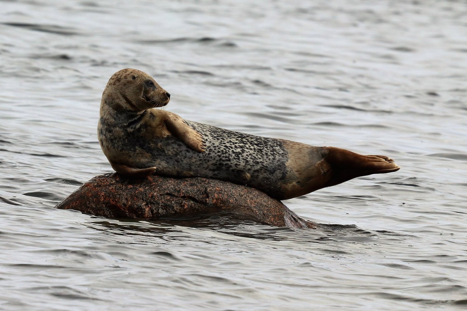 Meet the Team — Pacific Marine Mammal Center
