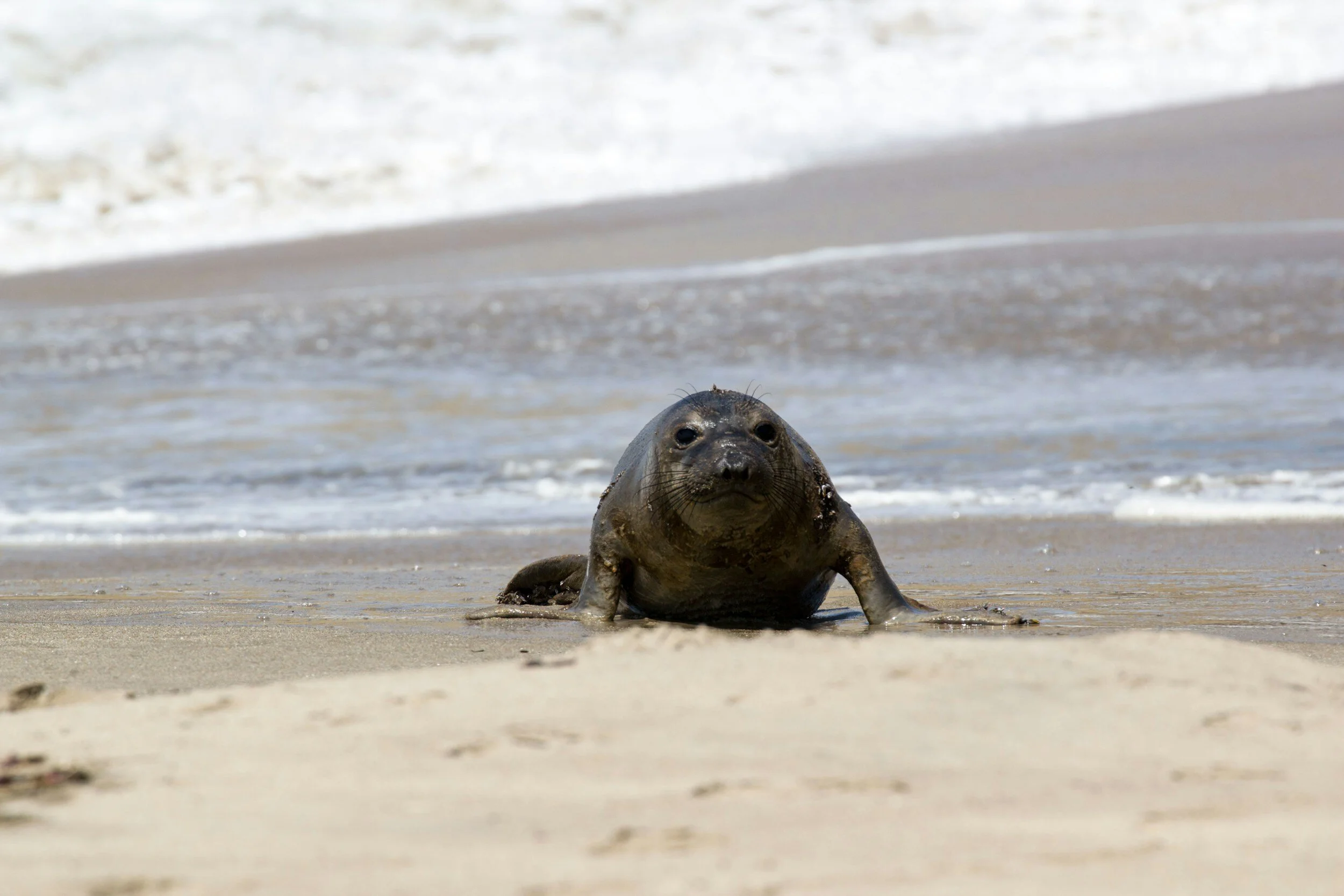 Meet the Board & Team — Pacific Marine Mammal Center
