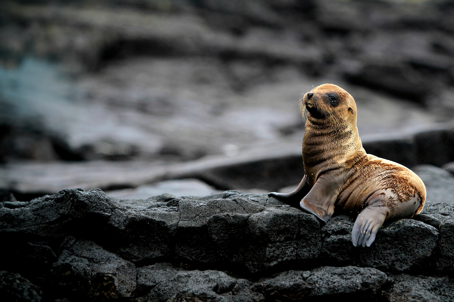 Ocean Protectors — Pacific Marine Mammal Center