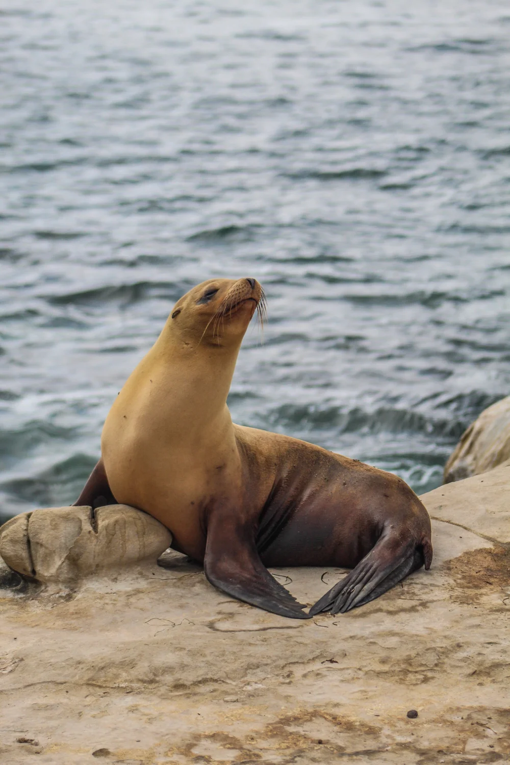 Meet the Team — Pacific Marine Mammal Center