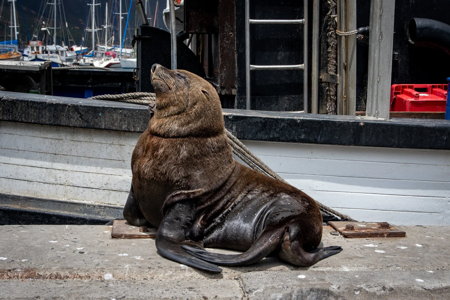 Meet the Board & Team — Pacific Marine Mammal Center