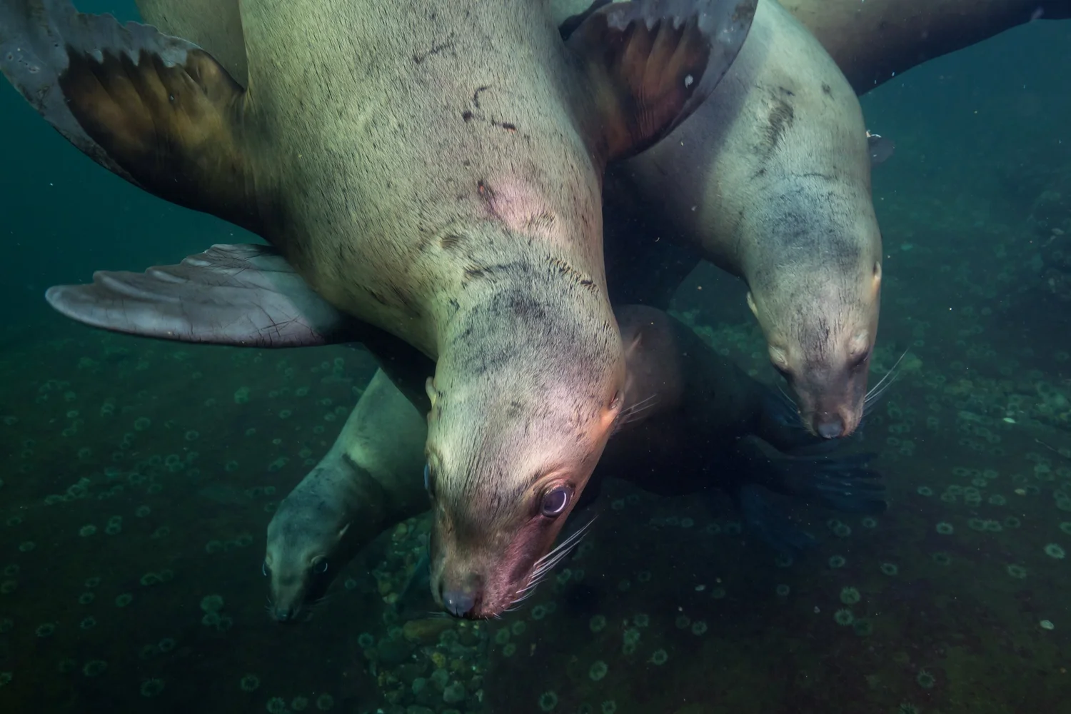Education Programs — Pacific Marine Mammal Center