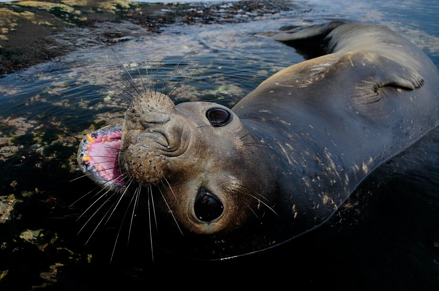 Volunteer — Pacific Marine Mammal Center