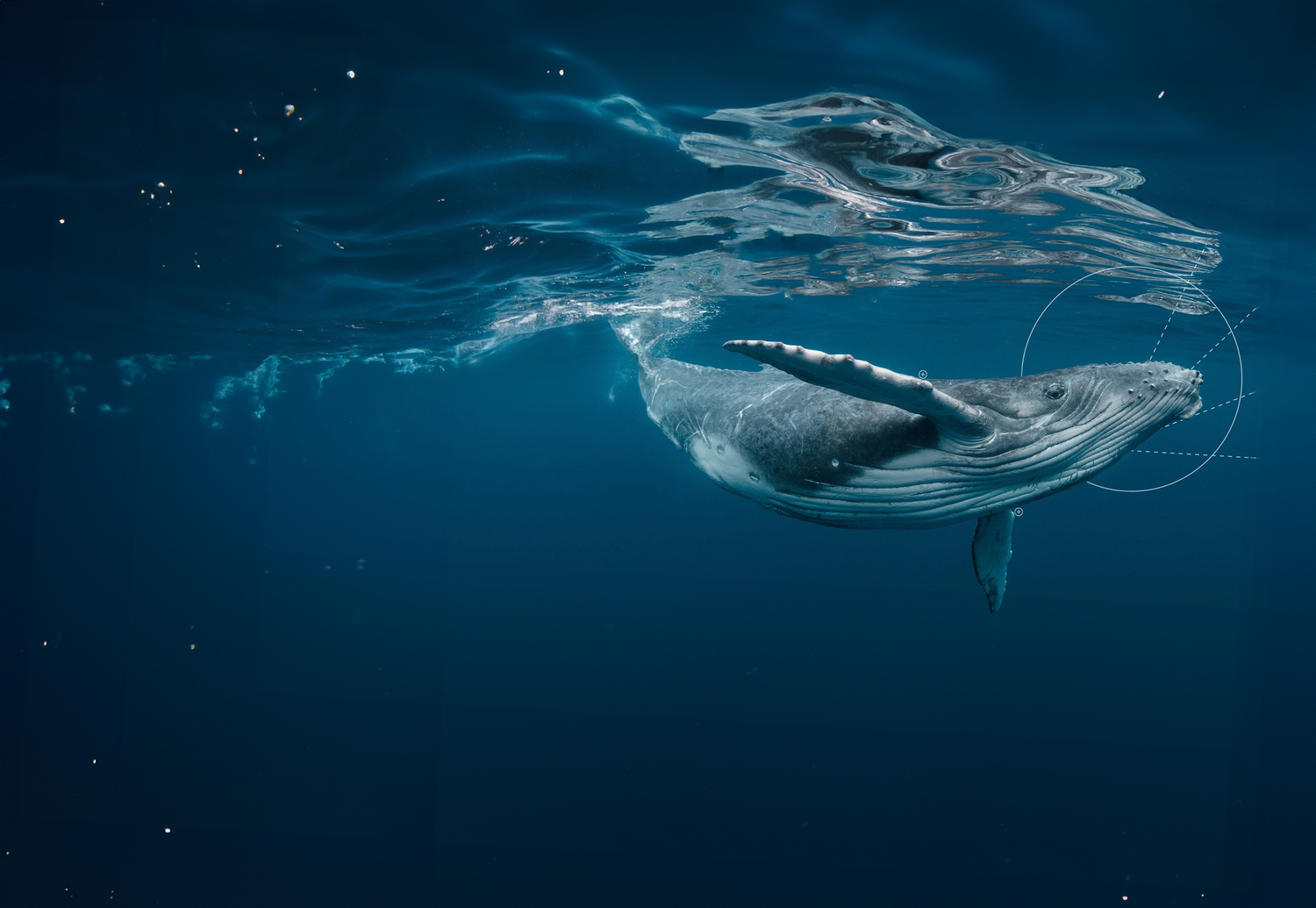 Next Wave Campaign — Pacific Marine Mammal Center