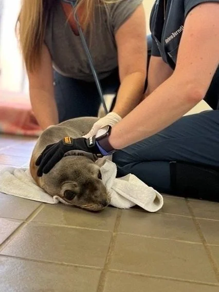 Pacific Marine Mammal Center