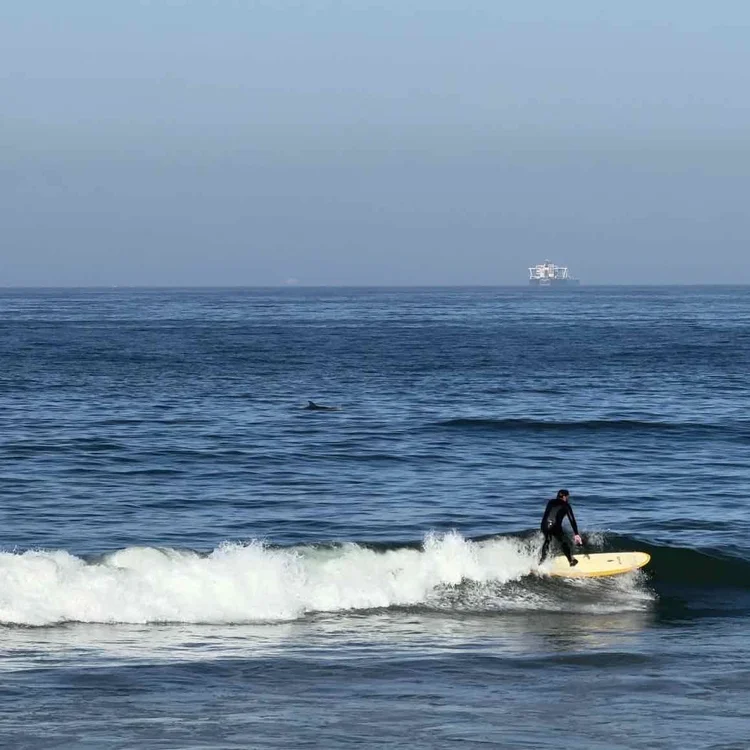 Dolphin Spotter — Pacific Marine Mammal Center