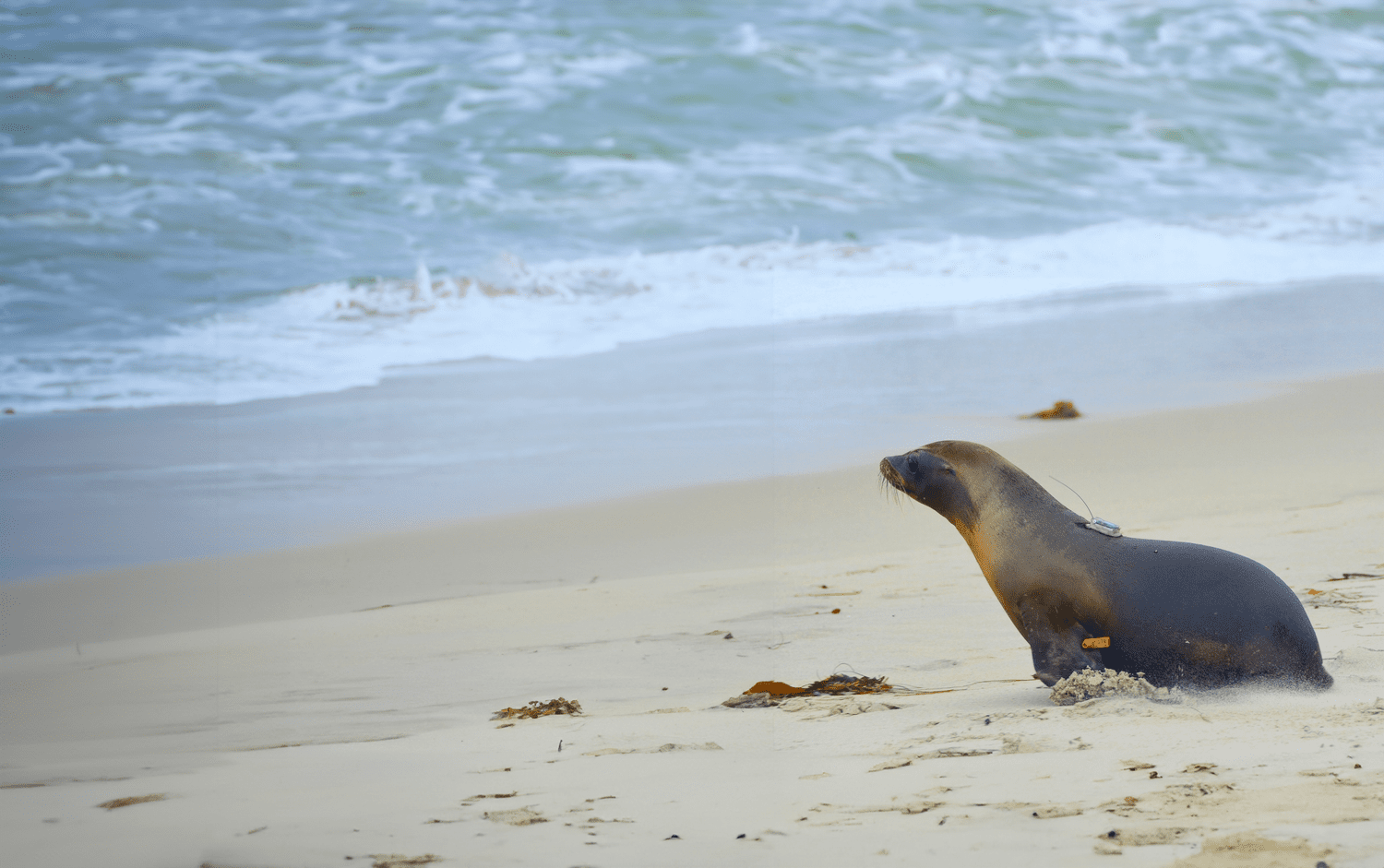 Our Research — Pacific Marine Mammal Center