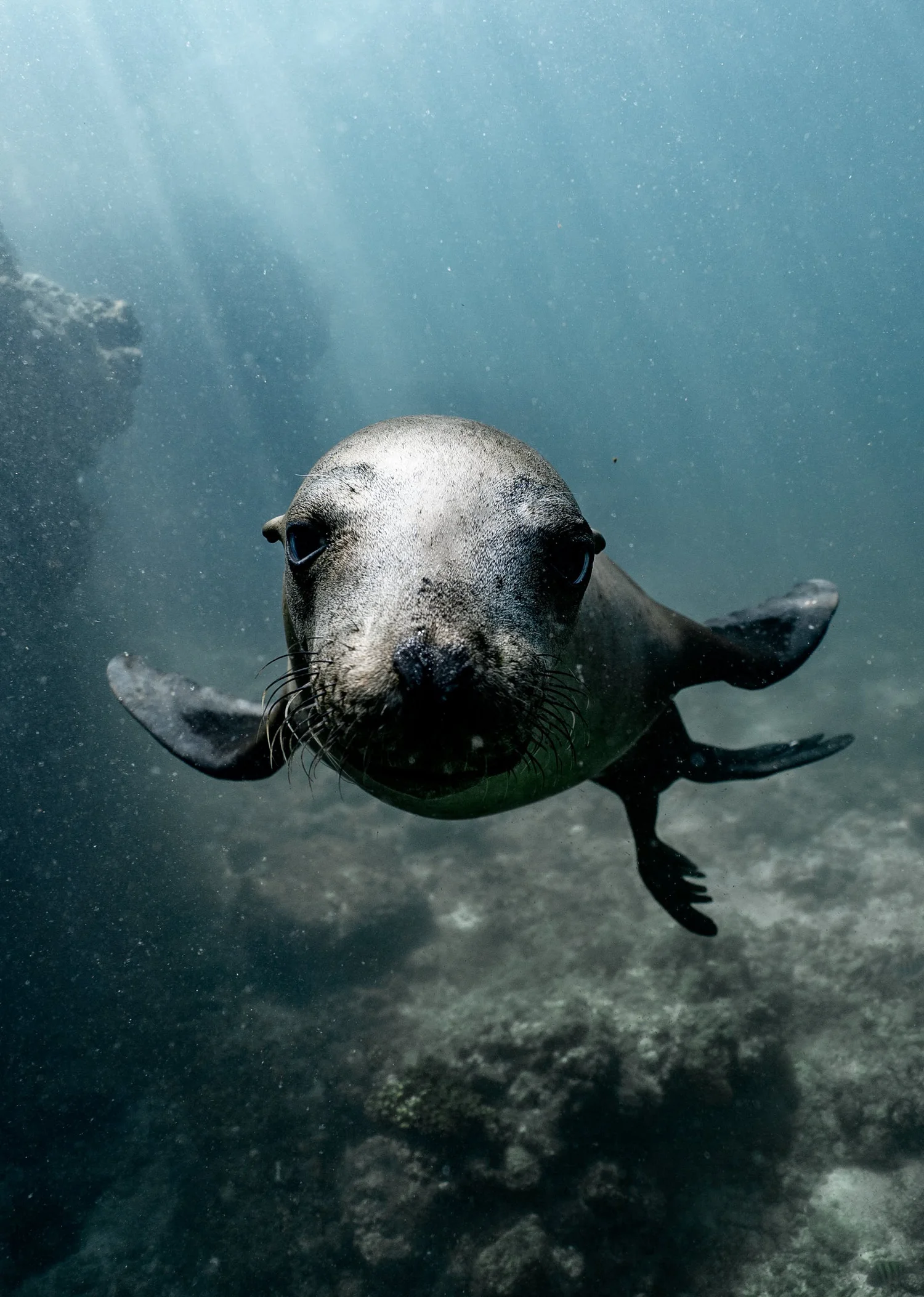 A Patient's Journey — Pacific Marine Mammal Center