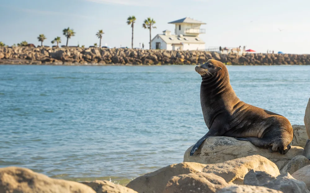 Meet the Team — Pacific Marine Mammal Center