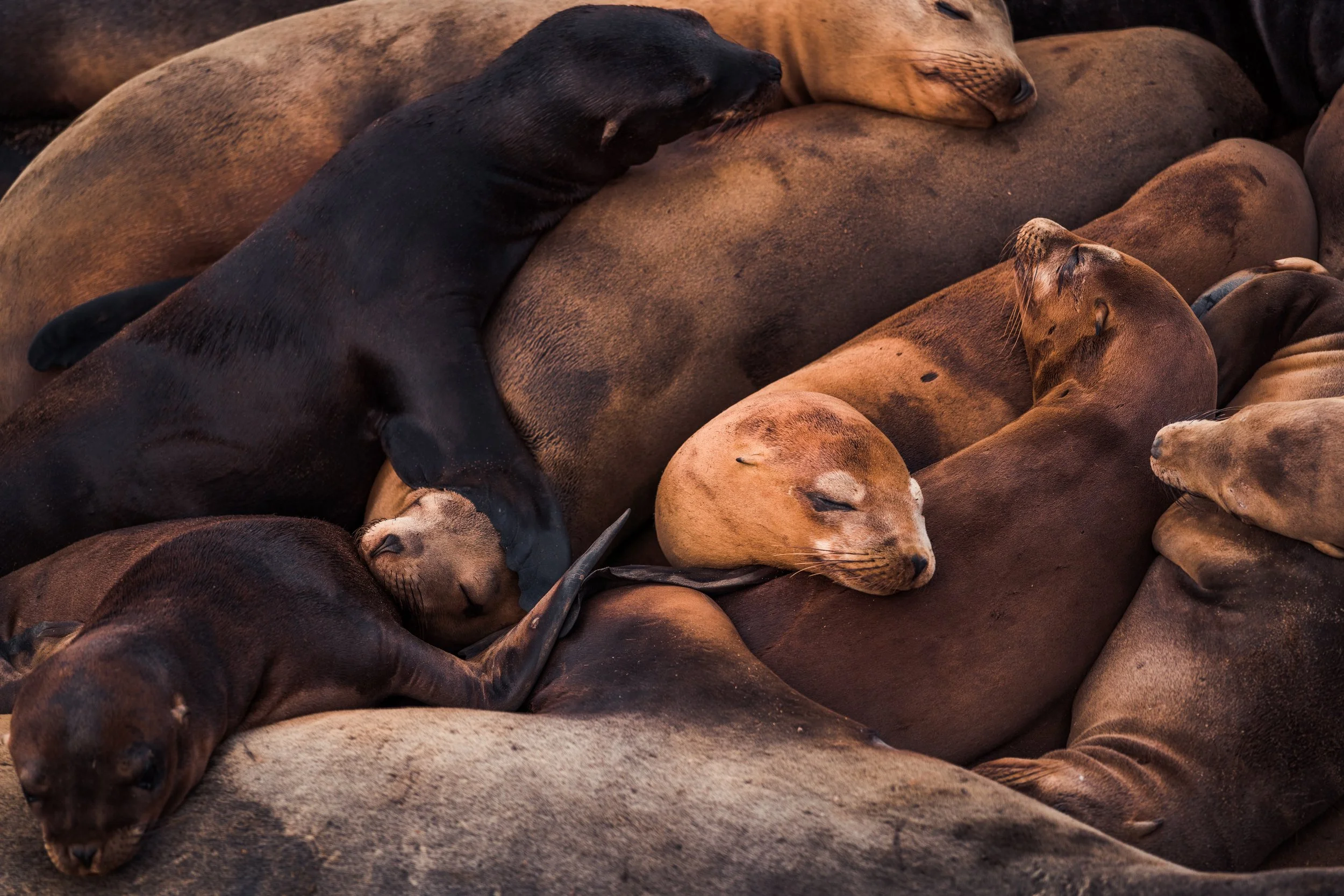 Plan Your Visit — Pacific Marine Mammal Center