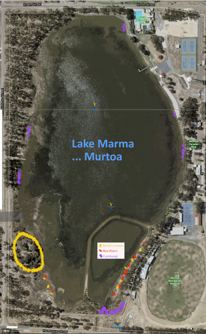 Weed Control at Lake Marma — Yarrilinks Landcare