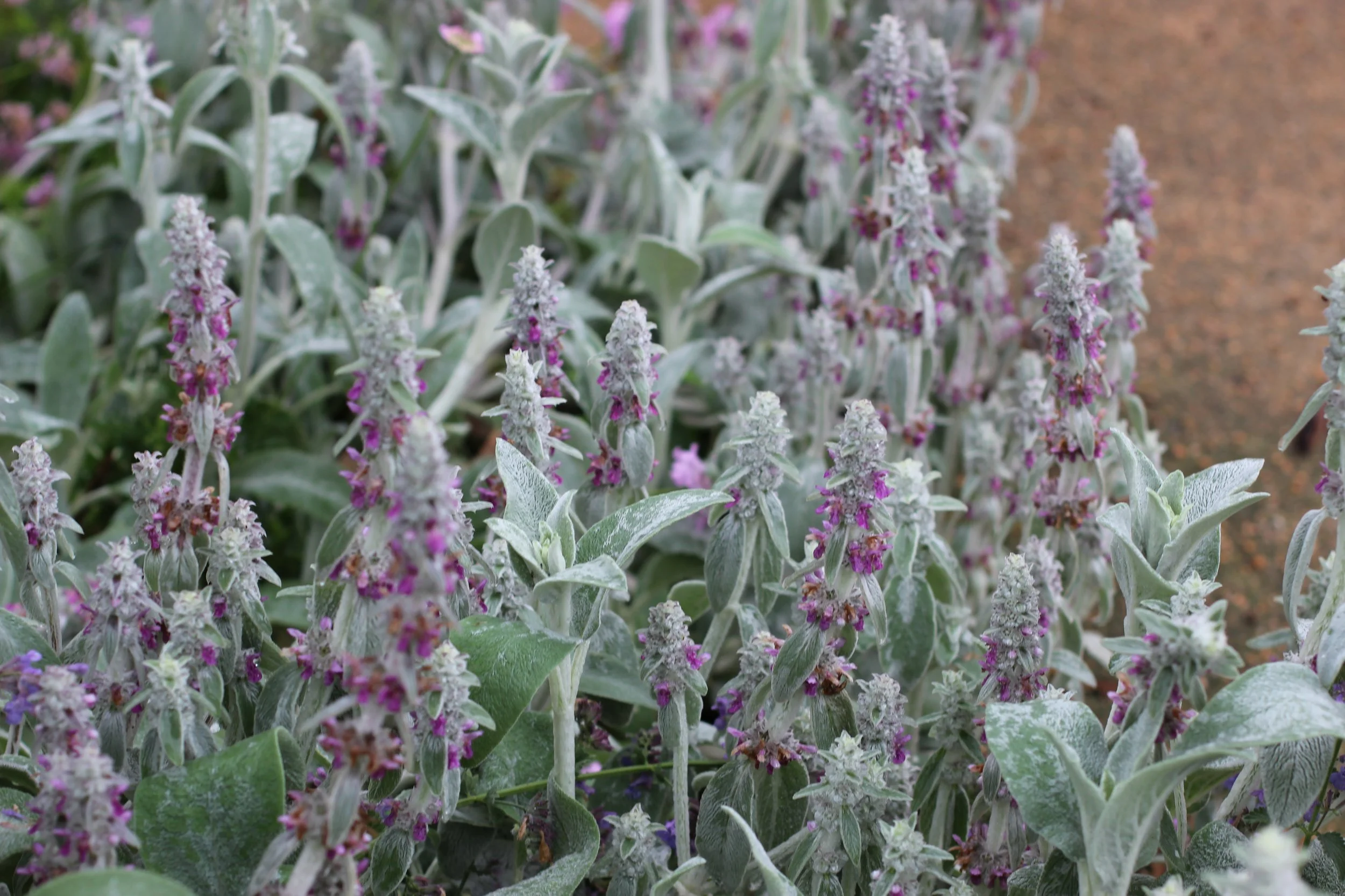 Stachys 'Lambs Ears' | Explore and Enhance Your Garden Today ...