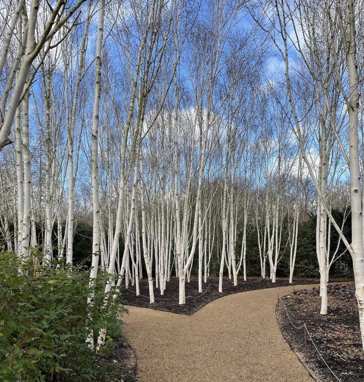 Create your own Winter garden — Hampstead Garden Design | Garden ...
