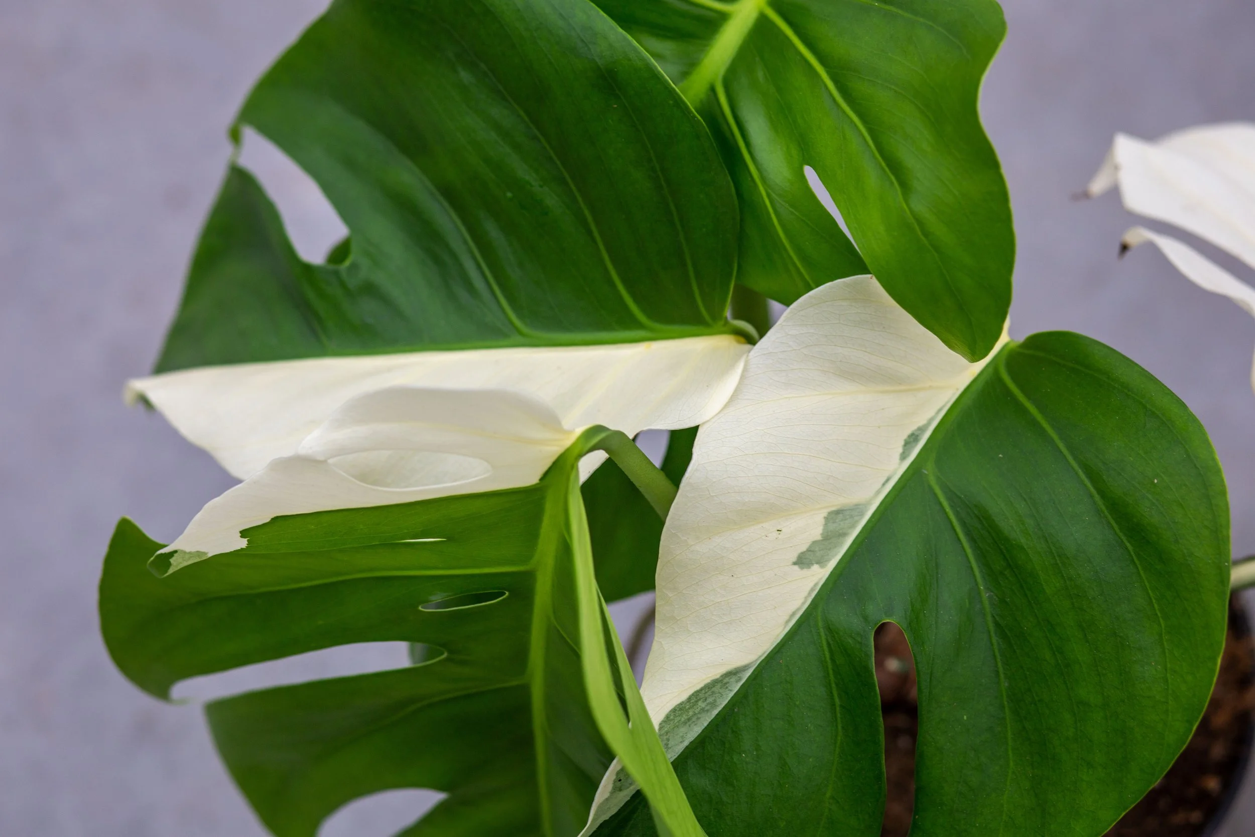 Gallery 3 — Dirk Mermans